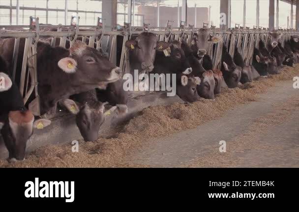 Lots of cows in the barn. Lots of Brunschwitz cows in cowshed. Cows eat ...