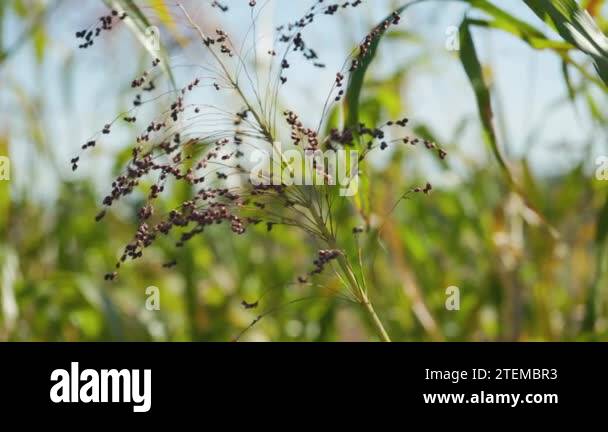 Growing proso millet in agriculture. Plant of Panicum Miliaceum ...