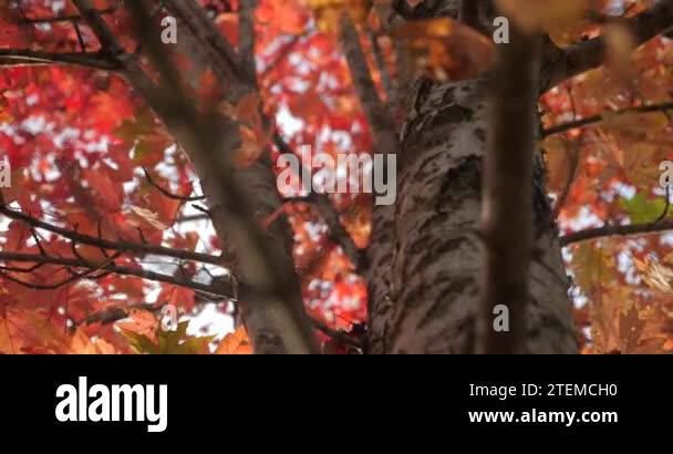 Maple tree bark Stock Videos & Footage - HD and 4K Video Clips - Alamy