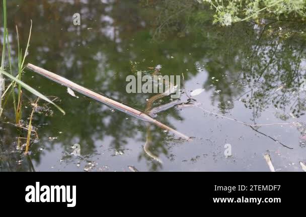 long Poisonous Viper Swimming on the Surface of the Water in a Muddy ...