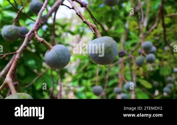 Ancient fruit tree Stock Videos & Footage - HD and 4K Video Clips - Alamy