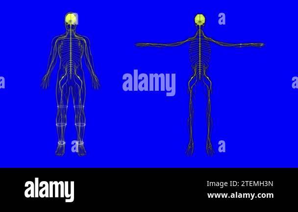 The human nervous system on the skeleton. Human anatomy illustration ...
