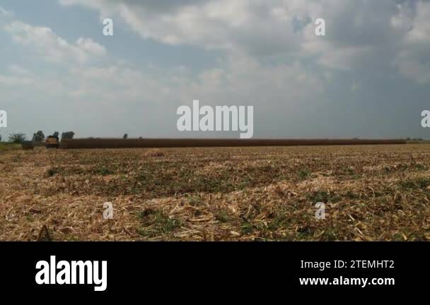 8K 4320p 7680x4320.Combine harvester harvesting in dry cornfield ...