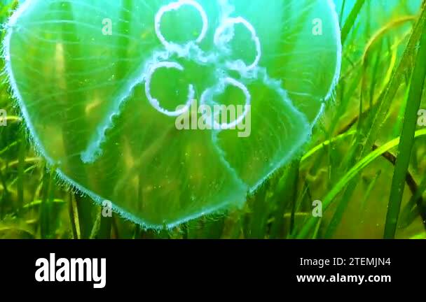 Common jellyfish, moon jellyfish (Aurelia aurita) swims over algae in ...