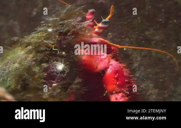 Calliactis species Stock Videos & Footage - HD and 4K Video Clips - Alamy
