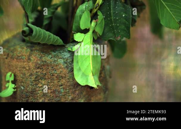 Phylliidae tree Stock Videos & Footage - HD and 4K Video Clips - Alamy