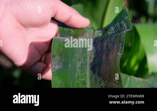 Asian female farmer inspects corn leaves in a field for insect pests ...