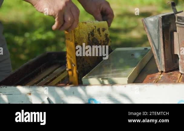 Apiarist calms bees with a bee smoker before examining bees in a hive ...