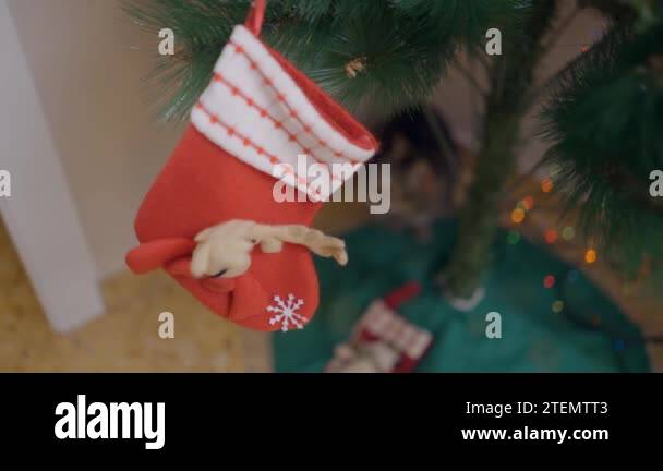 Hanging sack Stock Videos & Footage - HD and 4K Video Clips - Alamy