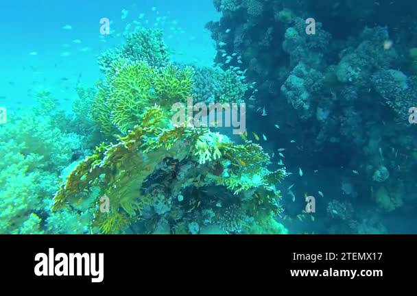 Fire corals (Millepora) and Many tropical fish hunt and swim over a ...