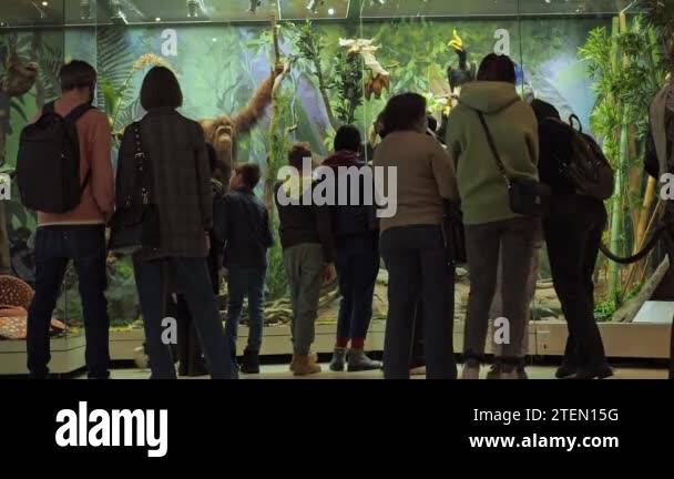 Darwin exhibit museum Stock Videos & Footage - HD and 4K Video Clips ...
