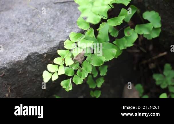 Adiantum venustum Stock Videos & Footage - HD and 4K Video Clips - Alamy