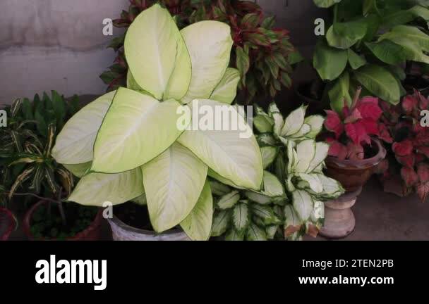 Ornamental cane Stock Videos & Footage - HD and 4K Video Clips - Alamy