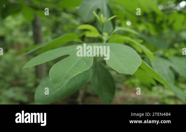 Sassafras tree leaves Stock Videos & Footage - HD and 4K Video Clips ...
