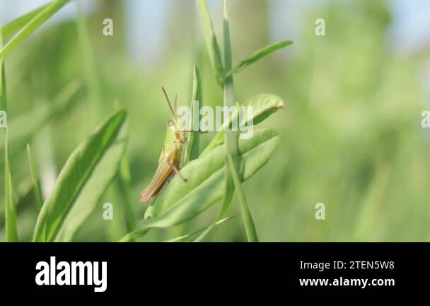 Insect grasshopper Stock Videos & Footage - HD and 4K Video Clips - Alamy