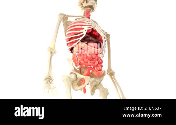 Human body and internal organs in loop rotation Stock Video Footage - Alamy