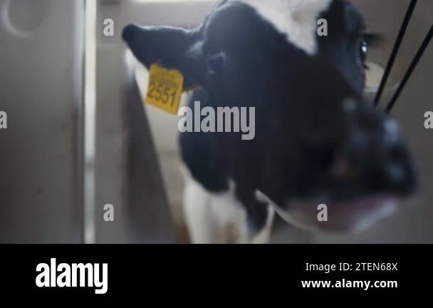 Young cow looking camera in veterinary compartment modern cowshed close ...