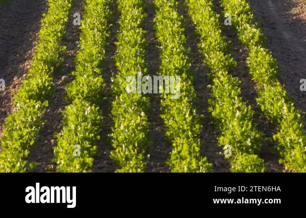 Planted Rows Herb Farm Agricultural Field Plant Crop Stock Video ...