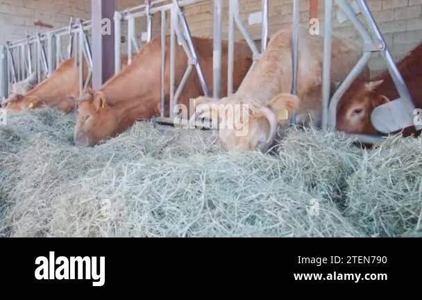 Domestic cows eat hay put in large heaps in manger for feed on rural ...