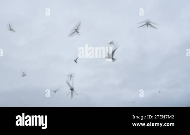 Attacking seagulls Stock Videos & Footage - HD and 4K Video Clips - Alamy
