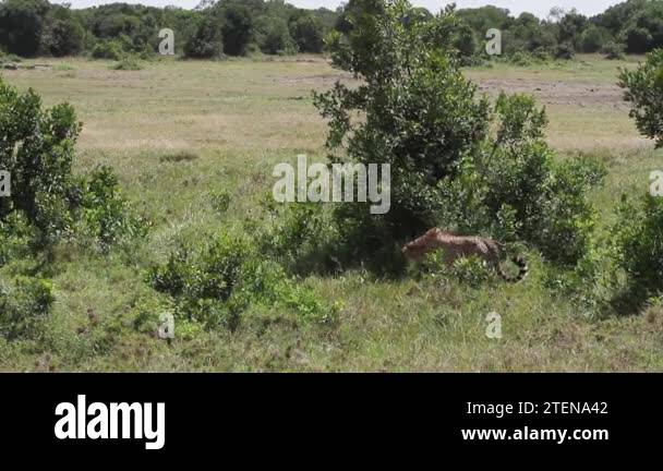 Leopard hunting prey Stock Videos & Footage - HD and 4K Video Clips - Alamy