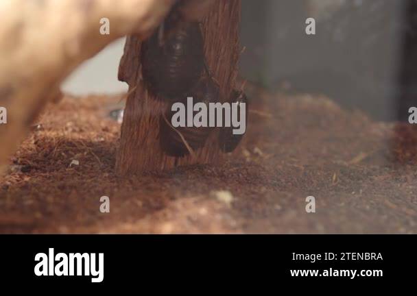 Brazilian cockroach blaberus giganteus Stock Videos & Footage - HD and ...