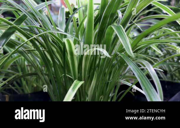 Cyperus rotundus (coco-grass, Java grass, nut grass, purple nut sedge ...