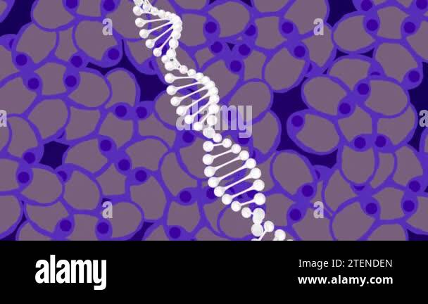 Animation of dna over violet cells on navy background. Human biology ...