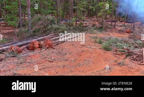 How to get rid of tree roots Stock Videos & Footage - HD and 4K Video ...