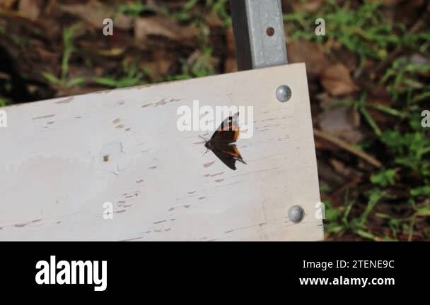 Sign with a butterfly Stock Videos & Footage - HD and 4K Video Clips ...