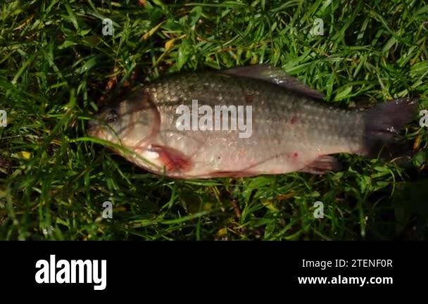 Carp fishing outdoors Stock Videos & Footage - HD and 4K Video Clips ...