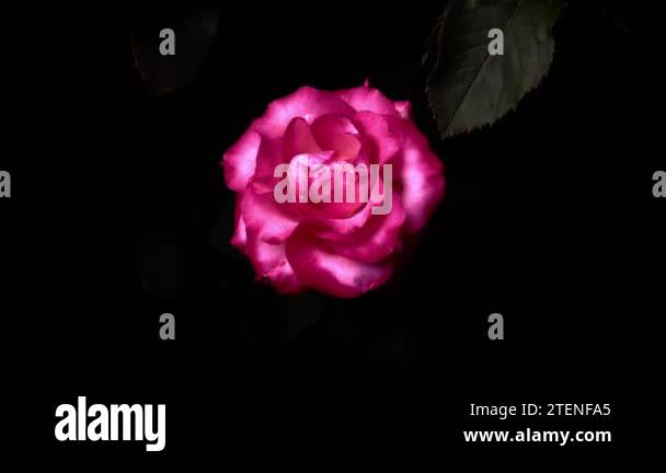 Horizontal rose Stock Videos & Footage - HD and 4K Video Clips - Alamy