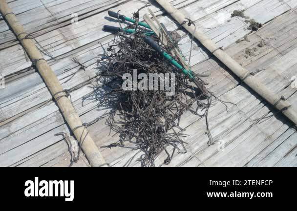 Bamboo cutter Stock Videos & Footage - HD and 4K Video Clips - Alamy