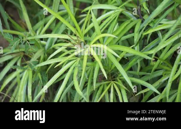 Osmoxylon lineare (ararea) flower with natural background. this plant ...