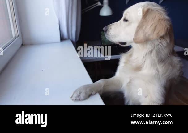 Dog golden retriever stands Stock Videos & Footage - HD and 4K Video ...
