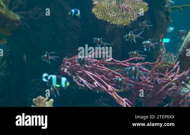 Bunch of The Banggai cardinalfish, scientific name Pterapogon kauderni ...