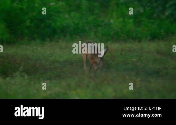 14 kg Stock Videos & Footage - HD and 4K Video Clips - Alamy