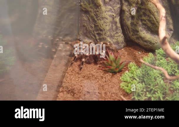 The Brazilian white-knee tarantula Acanthoscurria geniculata. Close up ...