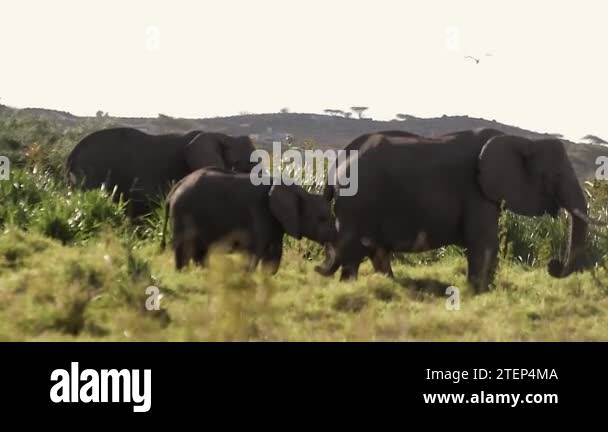 Kenya ecosystem Stock Videos & Footage - HD and 4K Video Clips - Alamy