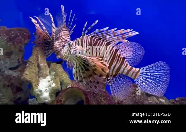 Winged fish Stock Videos & Footage - HD and 4K Video Clips - Alamy