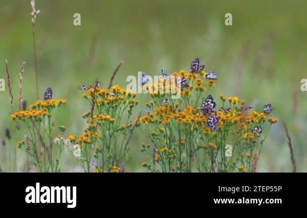 Common marble moth Stock Videos & Footage - HD and 4K Video Clips - Alamy