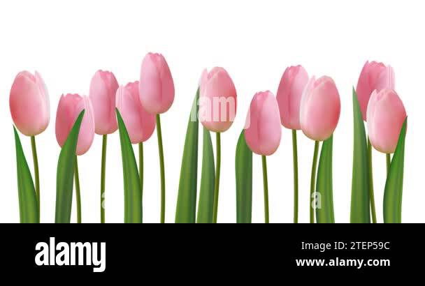Realistic pink tulips bending 4k loop animation with alpha Stock Video ...