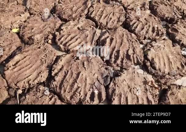 Cow Dung Cakes or gobar upla used as fuel for making food in villages ...