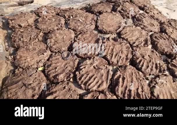 Cow Dung Cakes or gobar upla used as fuel for making food in villages ...