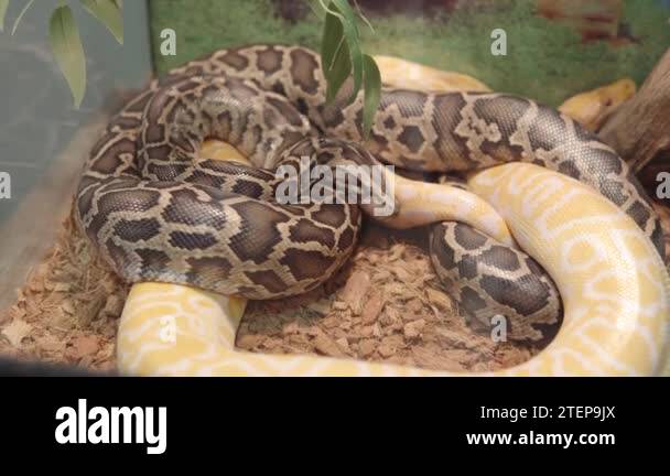 Asian rock python Stock Videos & Footage - HD and 4K Video Clips - Alamy