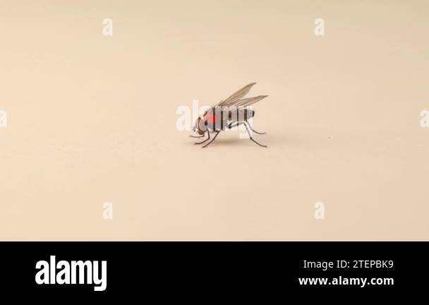 Macro house fly Stock Videos & Footage - HD and 4K Video Clips - Alamy