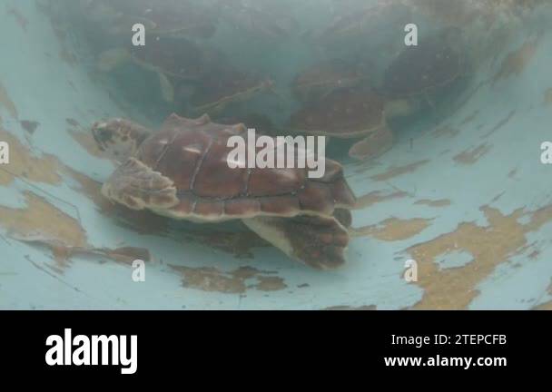 The Loggerhead sea turtle Caretta caretta captive in tank with ...