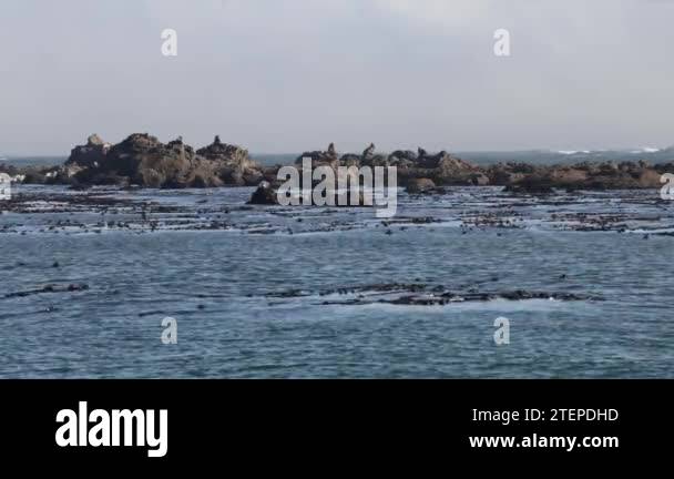 Pacific seals Stock Videos & Footage - HD and 4K Video Clips - Alamy