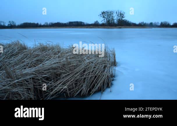 Lake shore frozen trees Stock Videos & Footage - HD and 4K Video Clips ...
