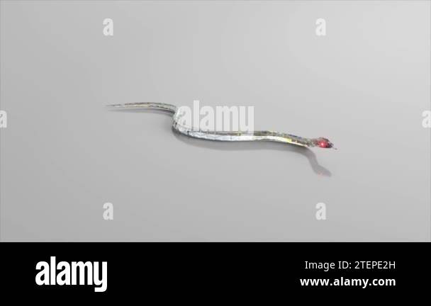 The diamond snake is crawling. The concept of nature and animals. Low ...